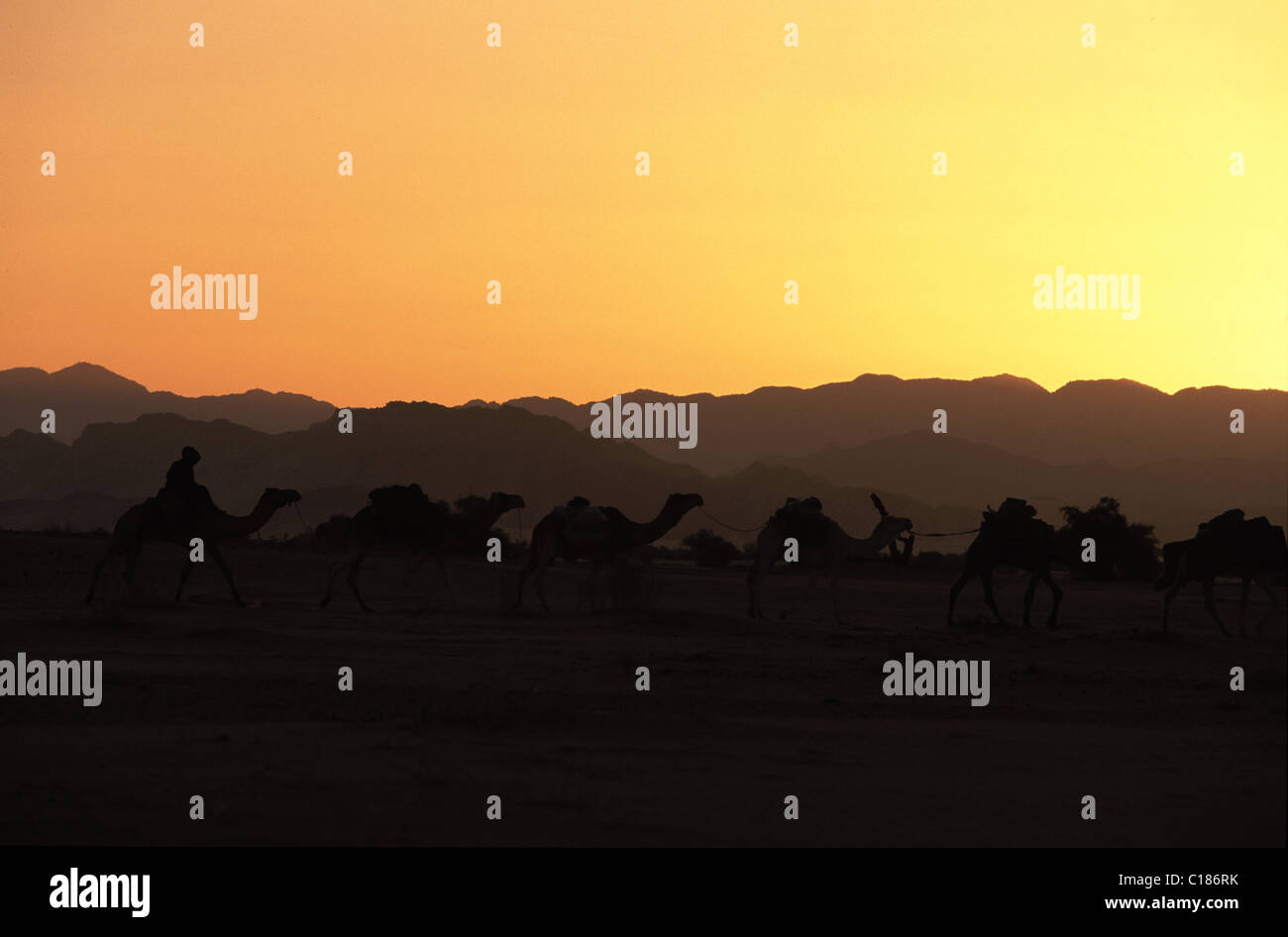 Niger, Sahara, Tenere desert, tuareg camel caravan Stock Photo - Alamy