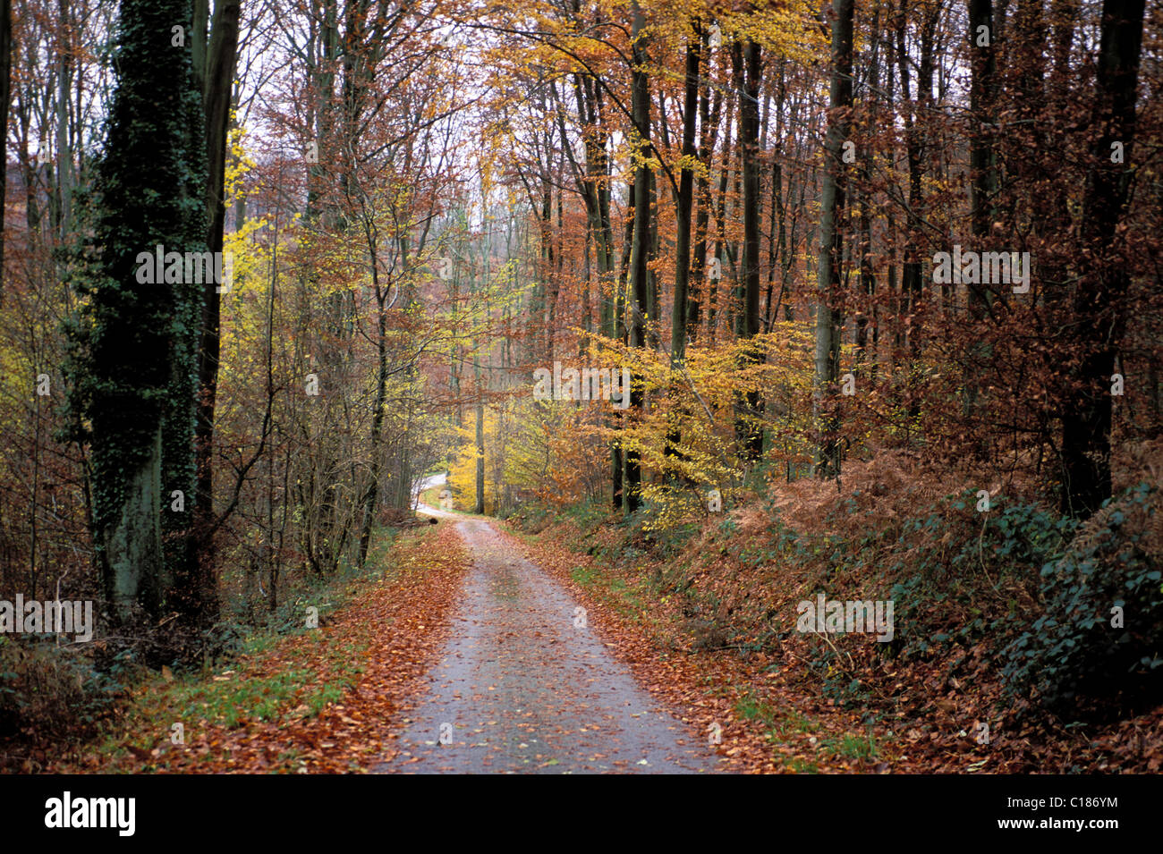 France, Eure, Lyons forest in autumn Stock Photo - Alamy