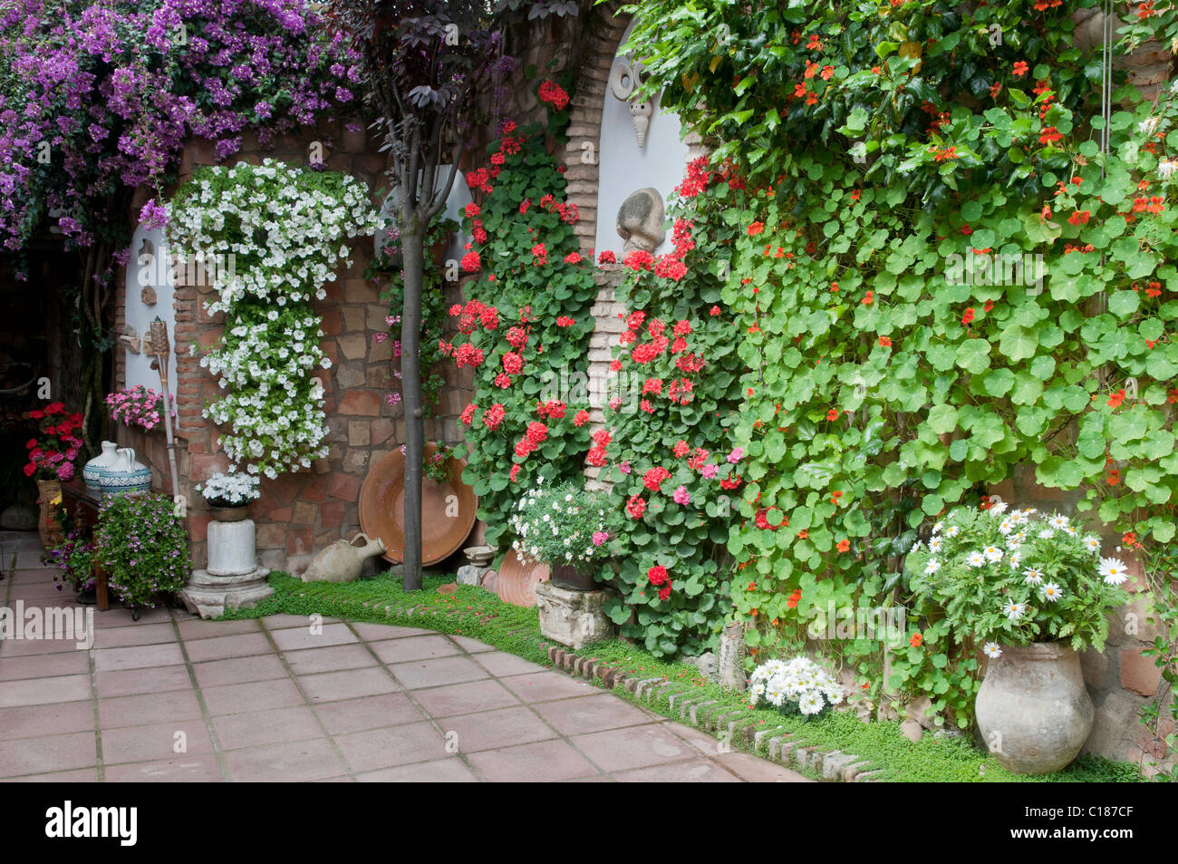 Cordoba plant hi-res stock photography and images - Alamy