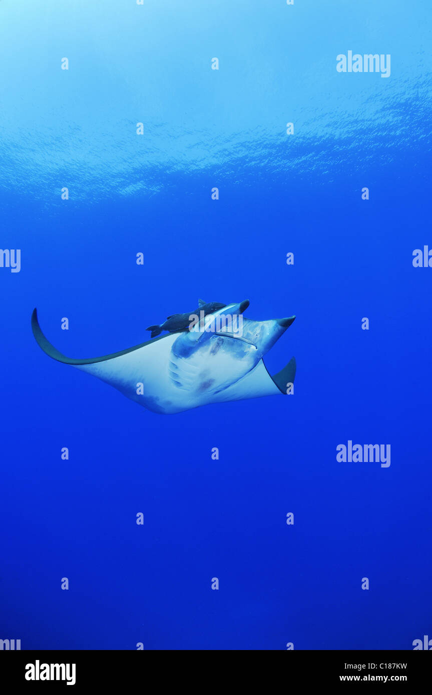 Devil rays azores hi-res stock photography and images - Alamy