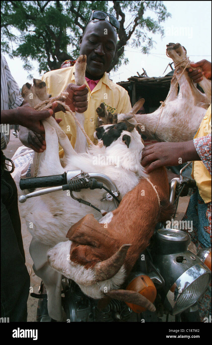 Car-pooling: Africa style A biker transports his wife, and three goats ...