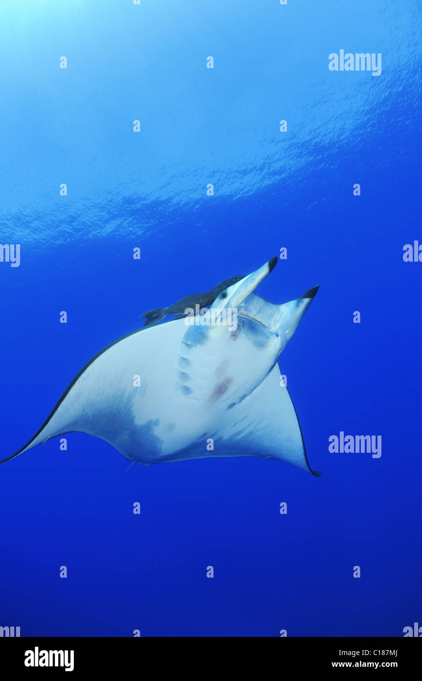 Devil fish hi-res stock photography and images - Alamy