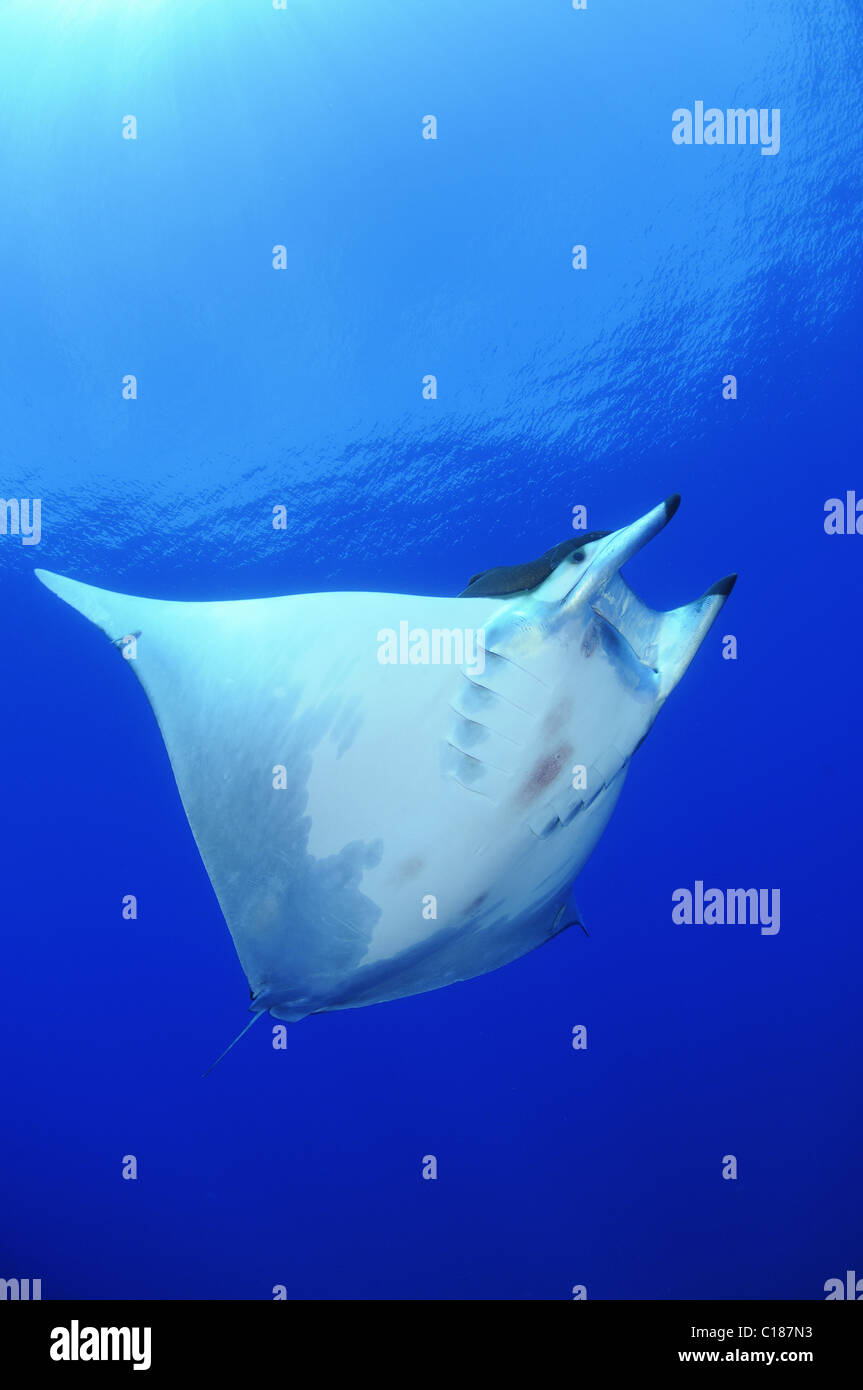 Devil fish hi-res stock photography and images - Alamy