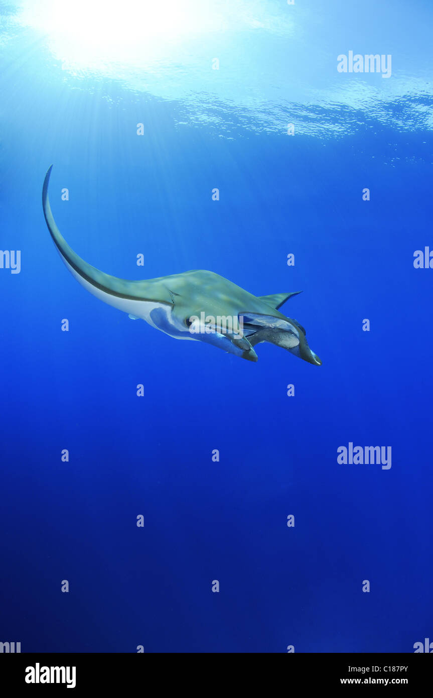 Devil fish hi-res stock photography and images - Alamy