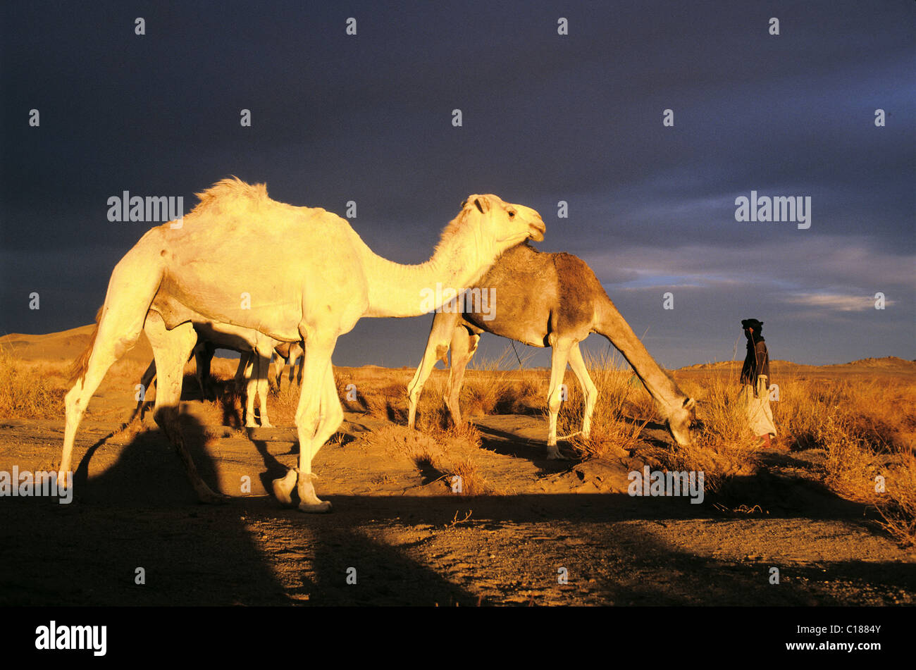 Niger, Sahara, Tenere desert, tuareg camel rider Stock Photo - Alamy