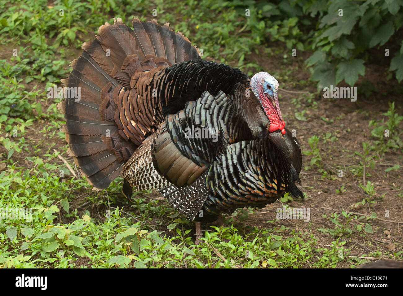 Male turkey hi-res stock photography and images - Alamy