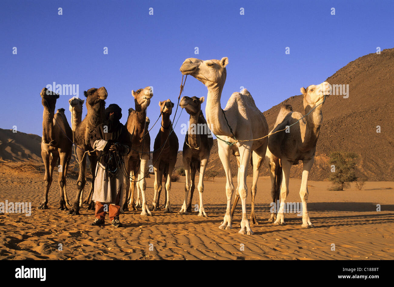 Niger, Sahara, Tenere desert, tuareg camel driver in the sand dunes of ...