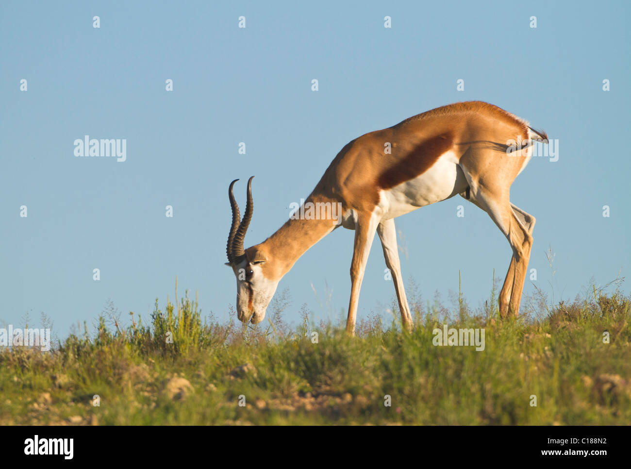 Springbok grazing hi-res stock photography and images - Alamy