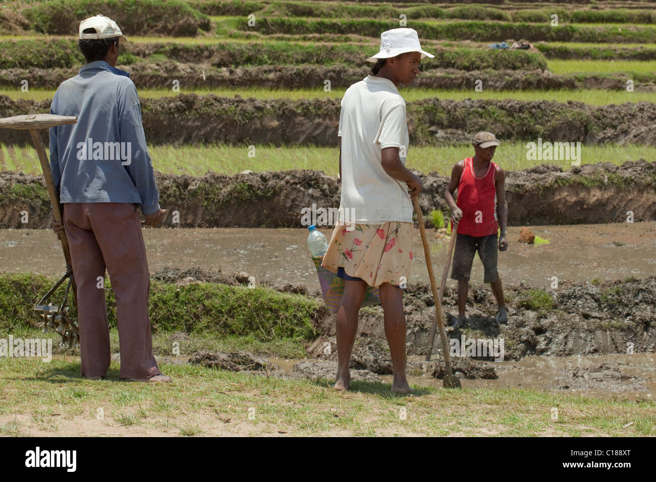 Madagascar rice terrace hi-res stock photography and images - Alamy