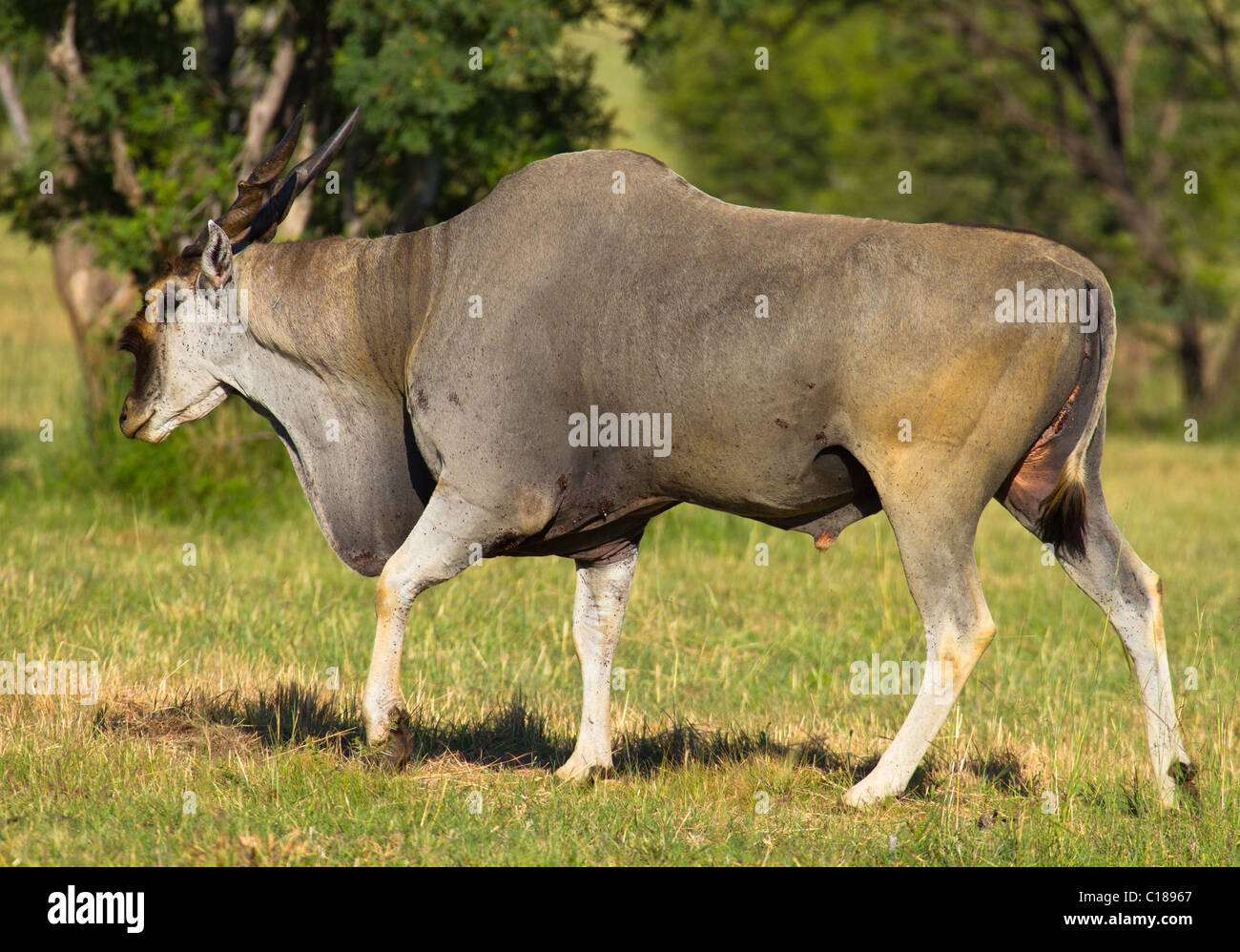 eland bull walking Stock Photo - Alamy