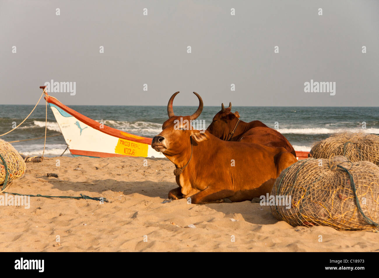 Cows and a boat at the beach Stock Photo - Alamy