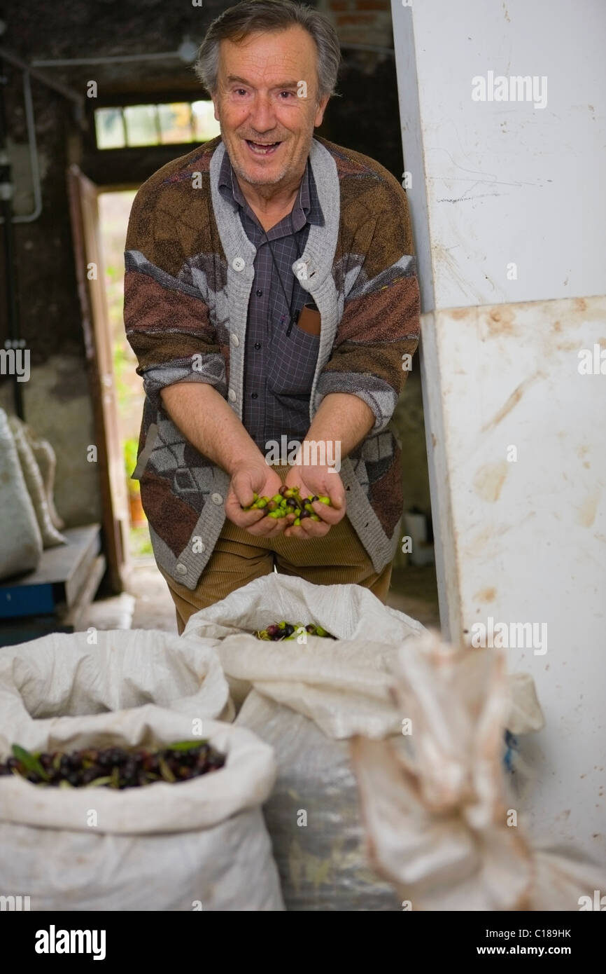 Olive Harvest High Resolution Stock Photography and Images - Alamy