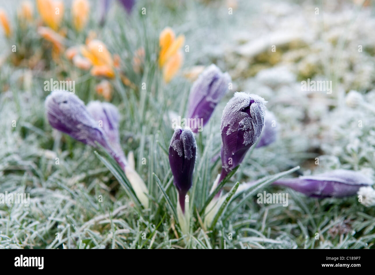frosty crocus in winter Stock Photo - Alamy