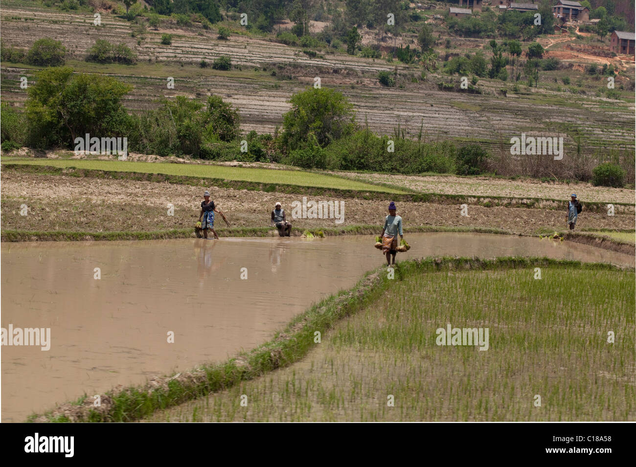 Planting rice seed hi-res stock photography and images - Alamy