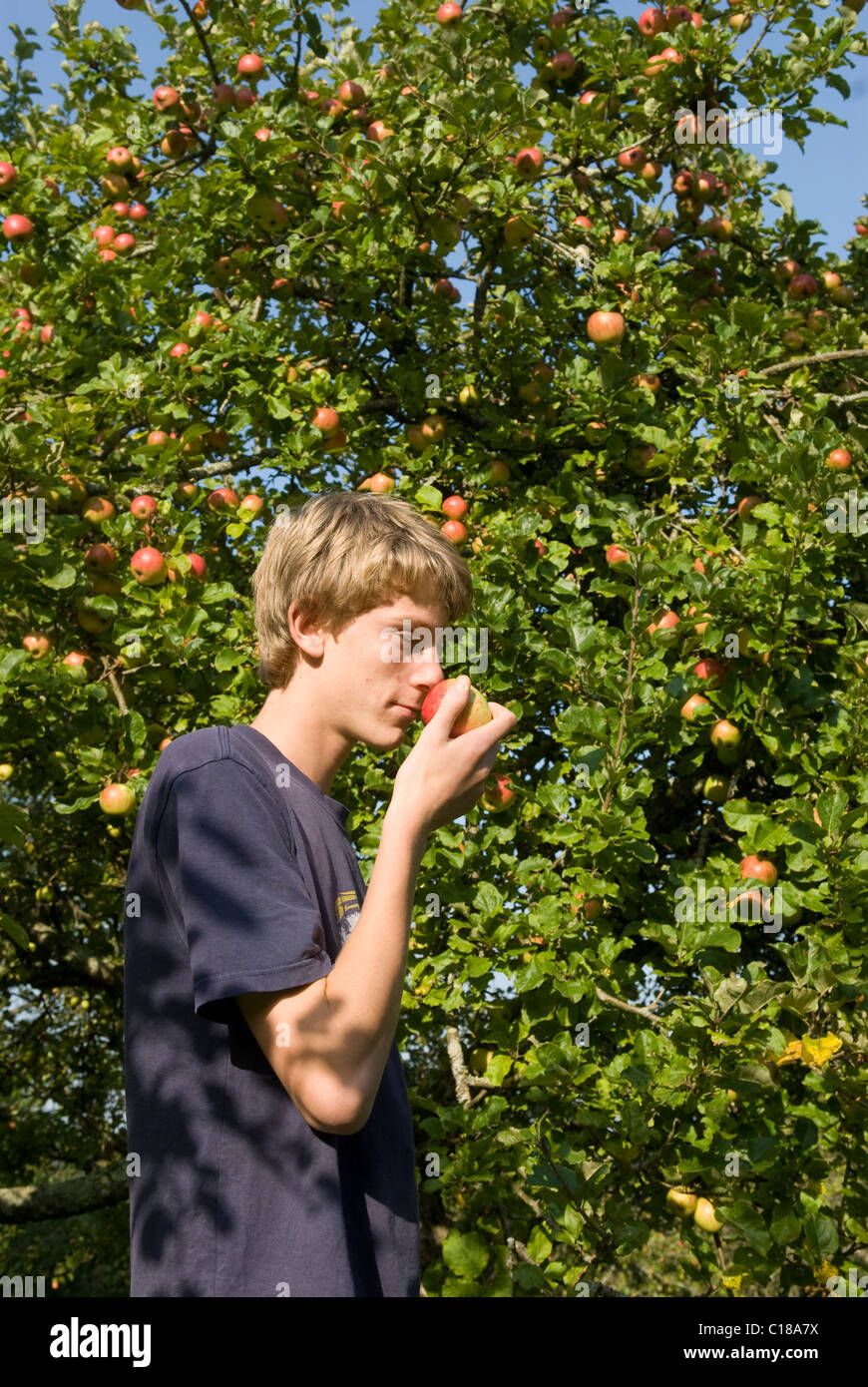 Sampling apple in UK orchard Stock Photo - Alamy