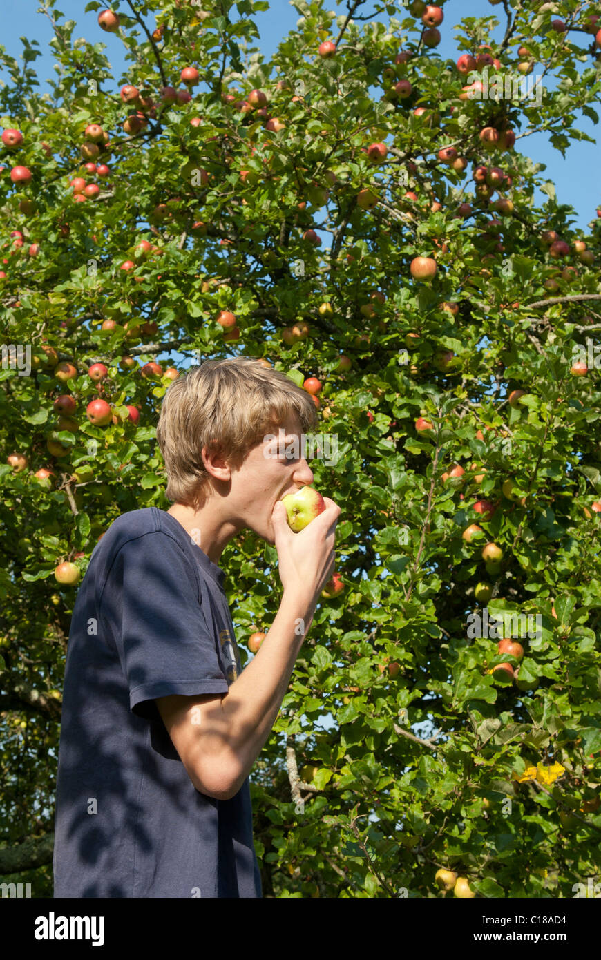 Tree sampling hi-res stock photography and images - Alamy