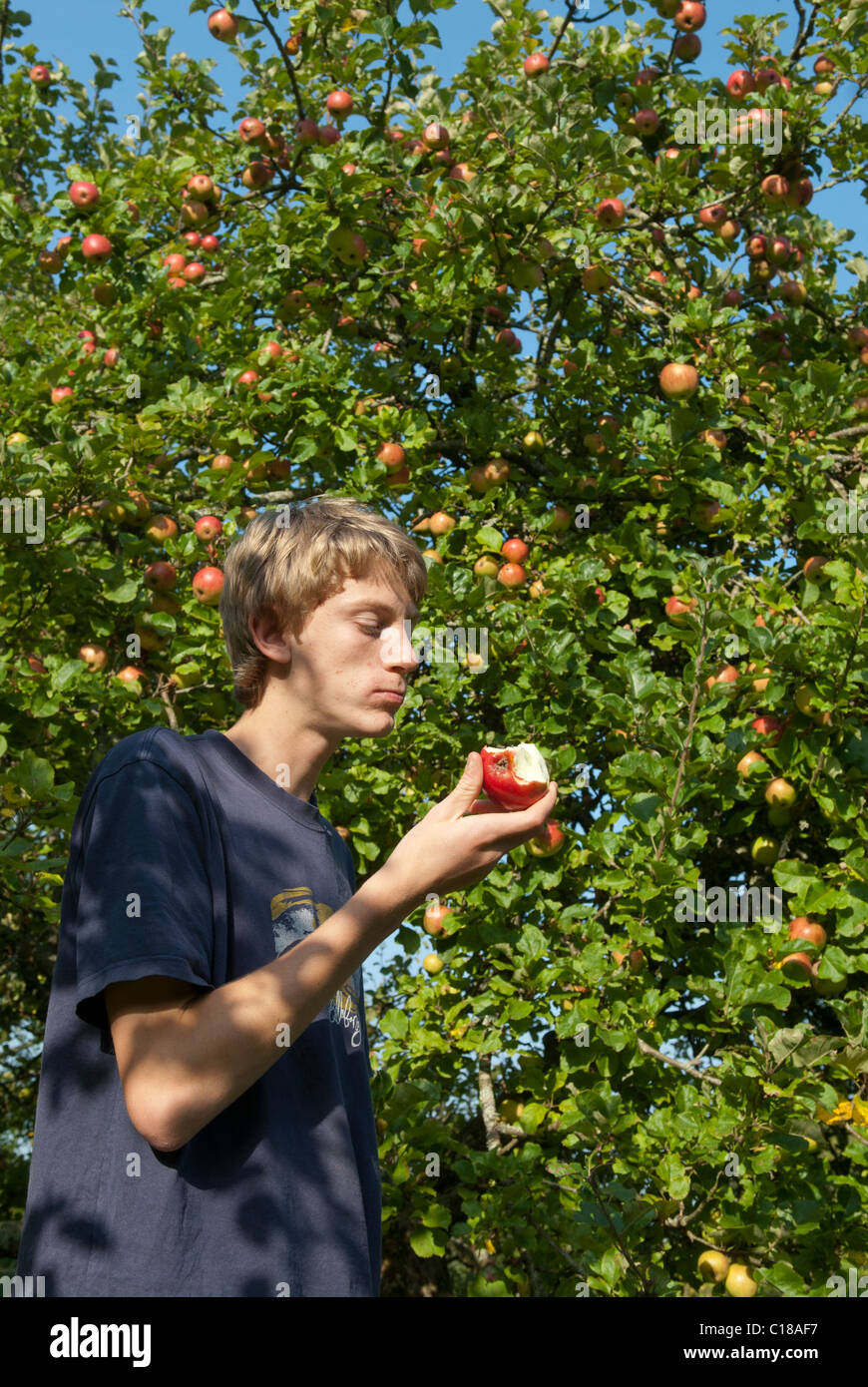 Tree sampling hi-res stock photography and images - Alamy