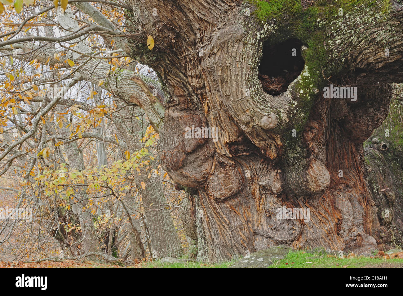 Ancient chestnut tree old hi-res stock photography and images - Alamy