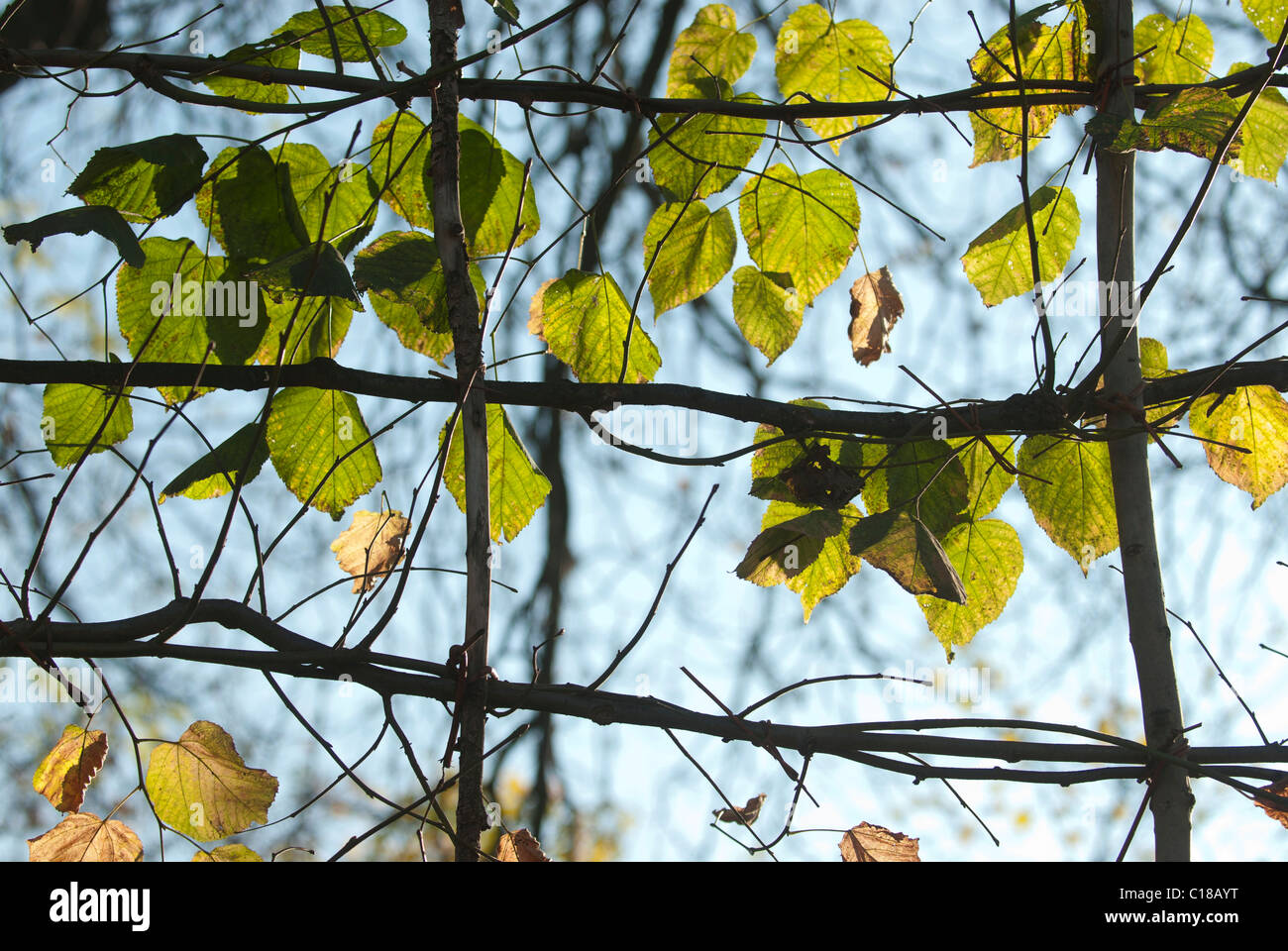 Pleached hi-res stock photography and images - Alamy