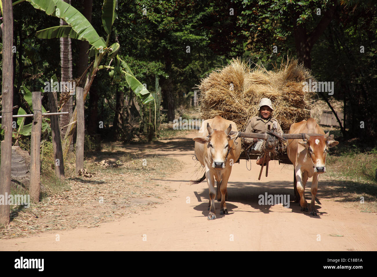Farmer in Cambodia Stock Photo - Alamy