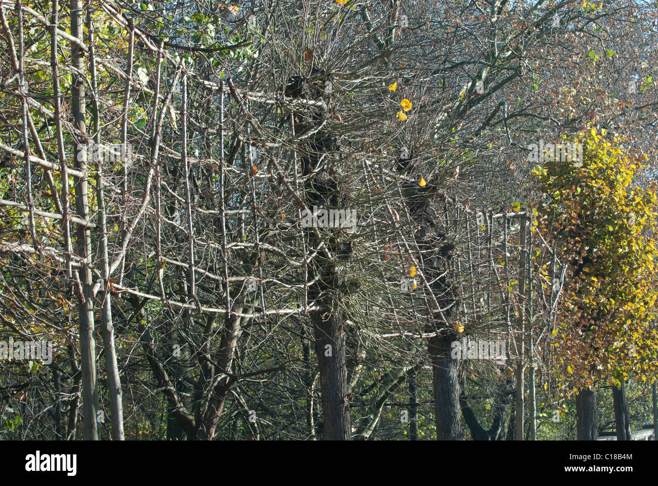 Pleached hi-res stock photography and images - Alamy
