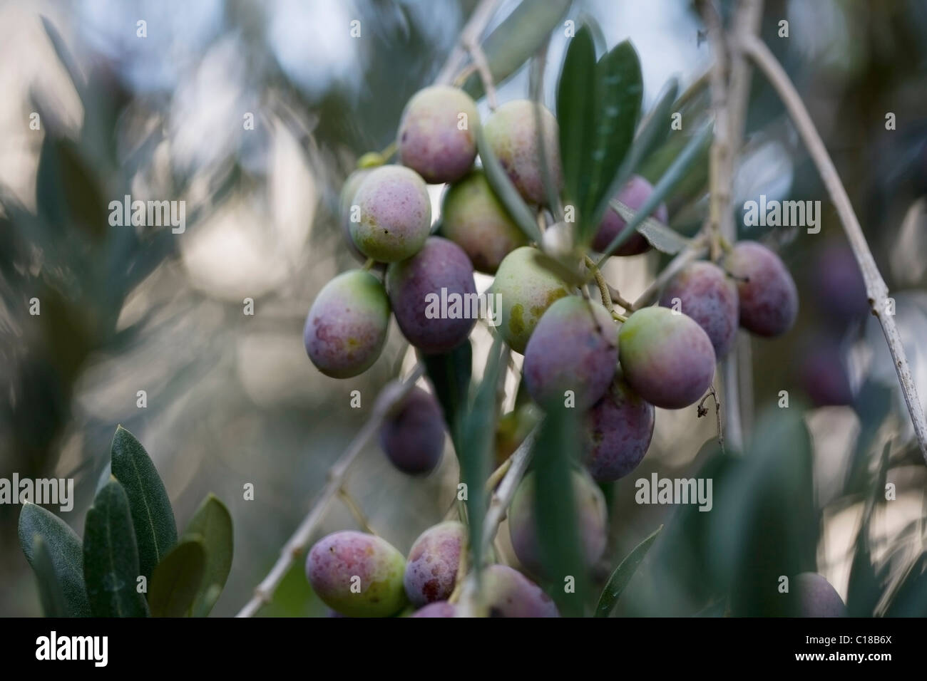 Olive tree hi-res stock photography and images - Alamy