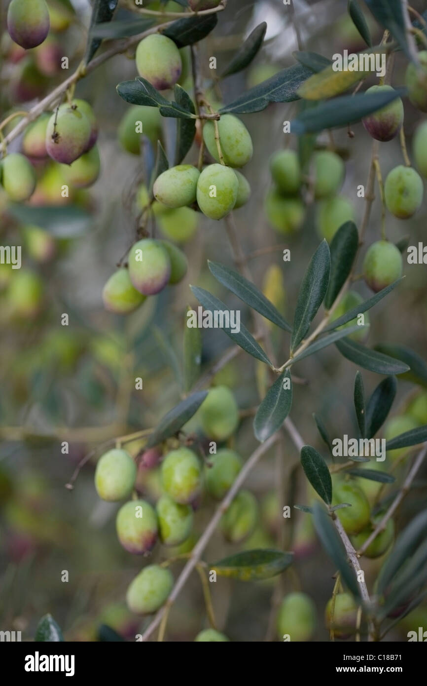 Olives Fruit Tree High Resolution Stock Photography and Images - Alamy