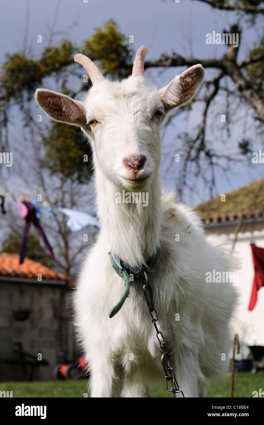 Washing goat hi-res stock photography and images - Alamy