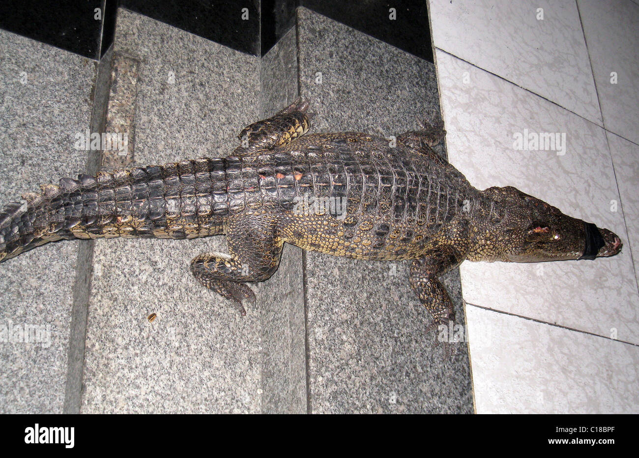 Crocodile chaos This crocodile couldn't wait to escape the Chinese ...