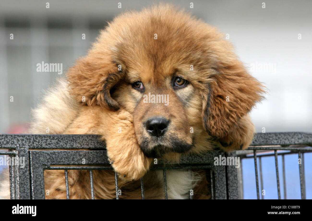 Stiff competition These Tibetan Mastiff dogs are in for some ferocious ...