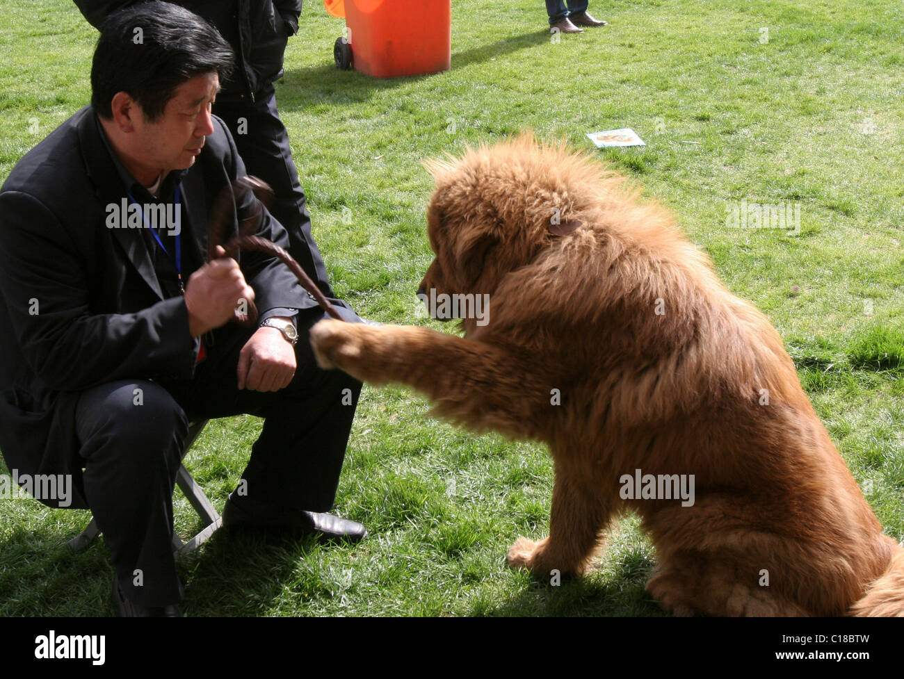 Tibetan Mastiff Vs Bear