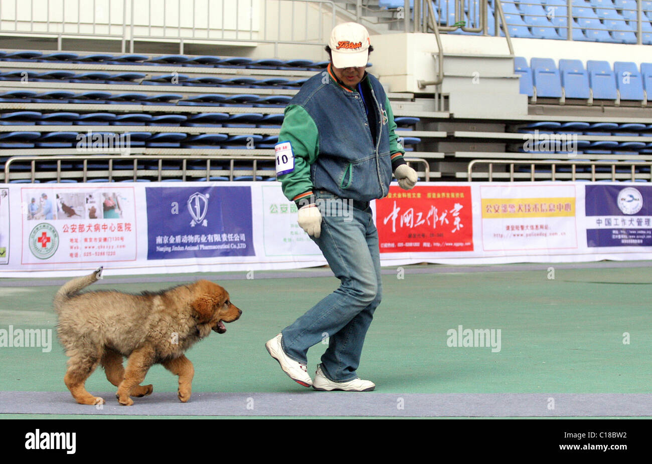 Stiff competition These Tibetan Mastiff dogs are in for some ferocious ...