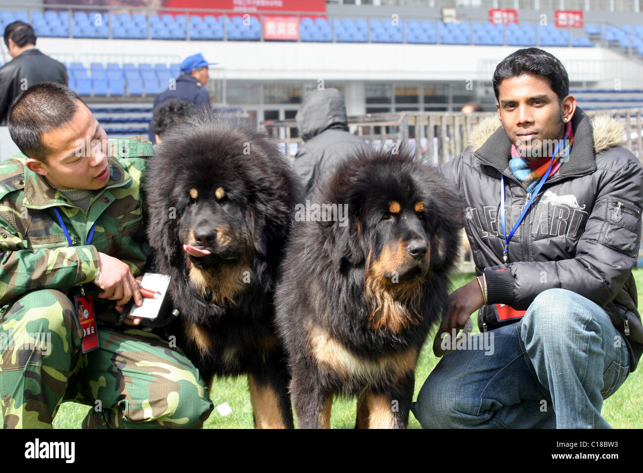 Stiff competition These Tibetan Mastiff dogs are in for some ferocious ...