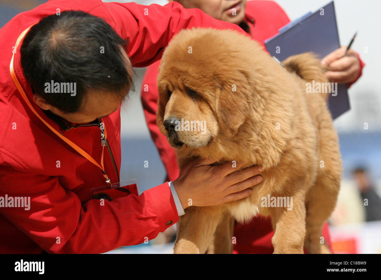 Stiff competition These Tibetan Mastiff dogs are in for some ferocious ...