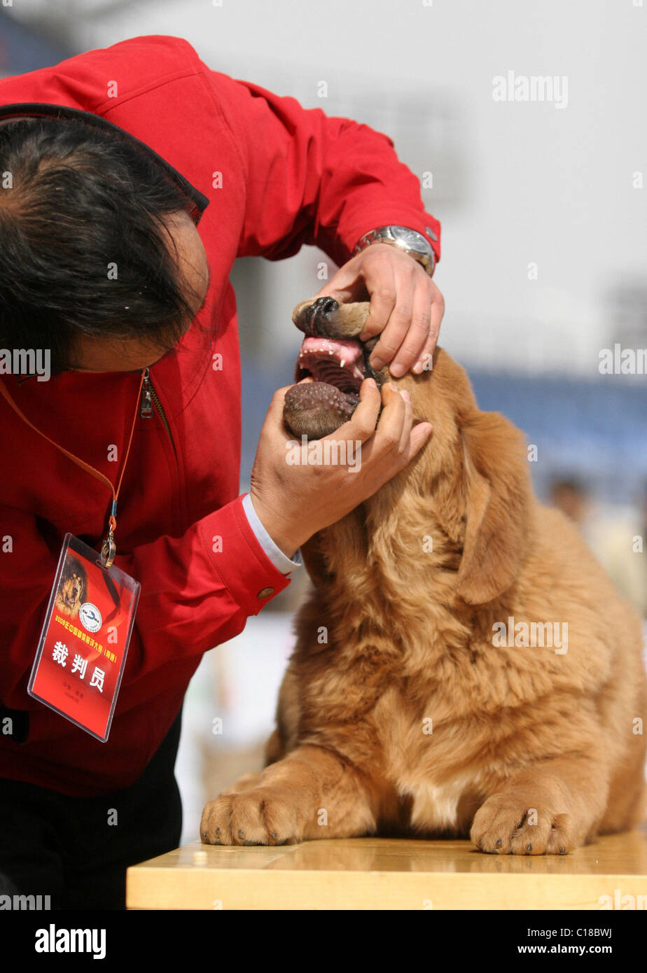 Stiff competition These Tibetan Mastiff dogs are in for some ferocious ...