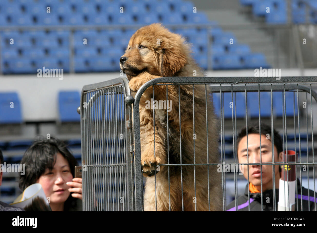 Stiff competition These Tibetan Mastiff dogs are in for some ferocious ...