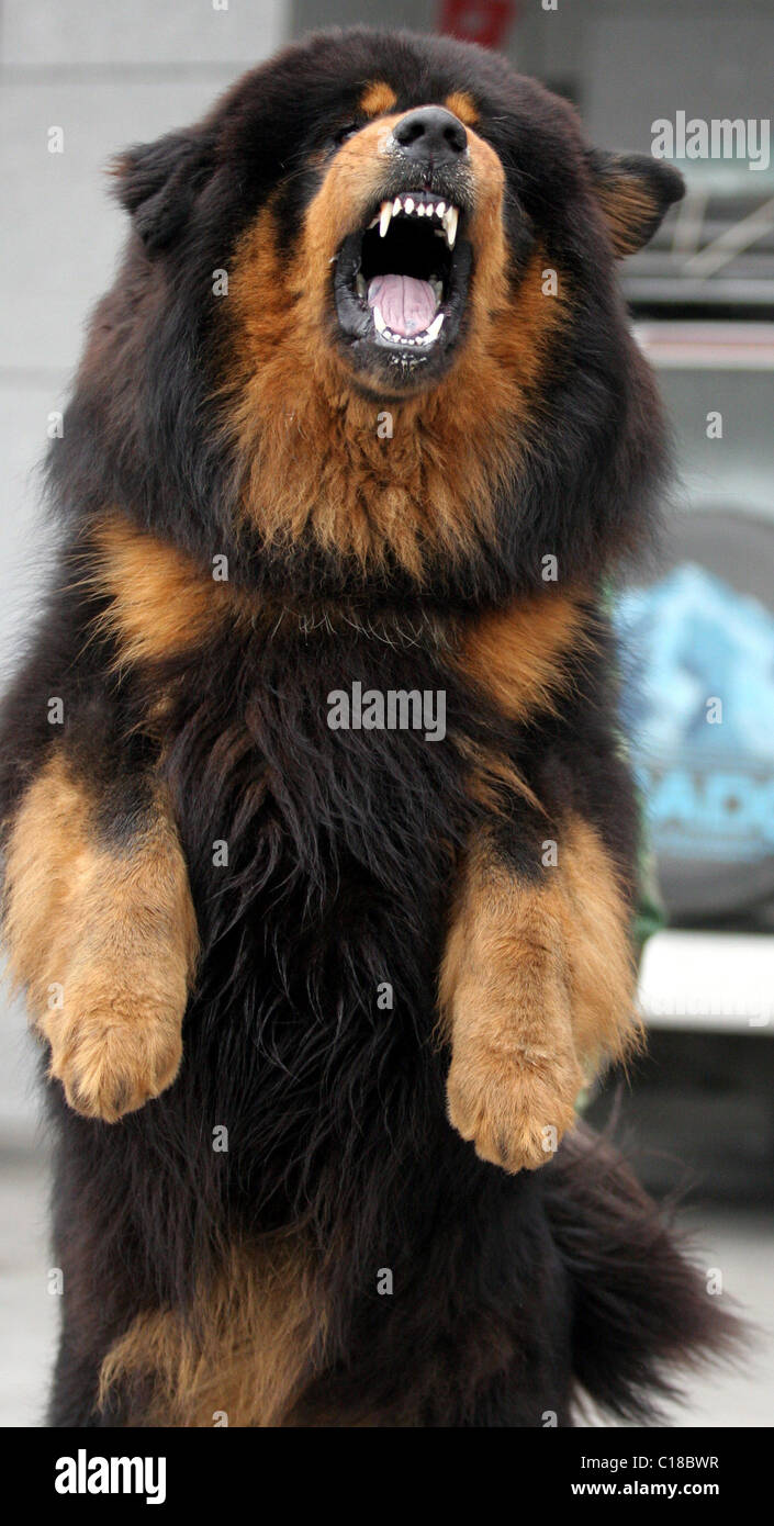 Tibetan Mastiff Angry