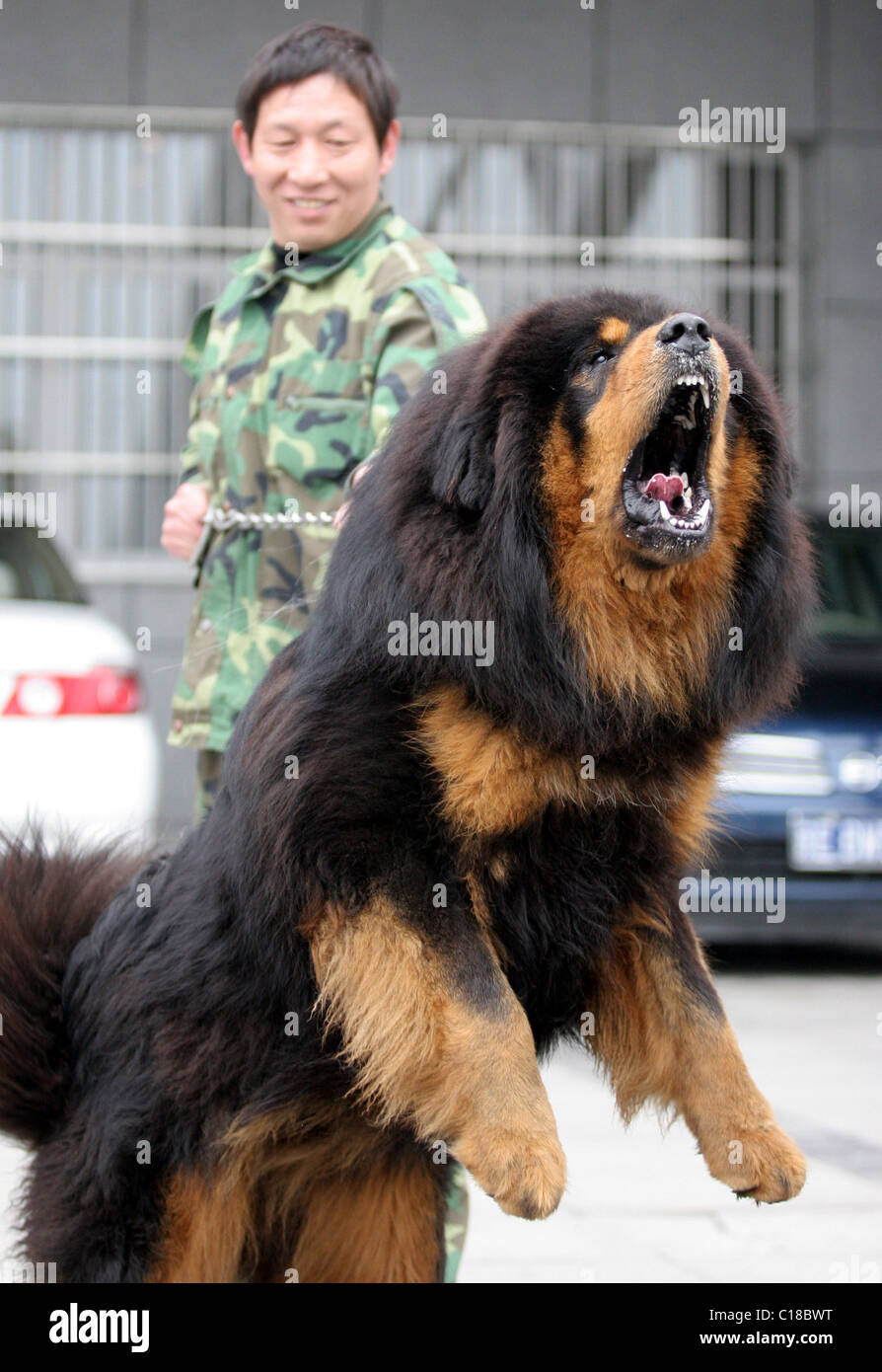 Stiff competition tibetan mastiff dogs hi-res stock photography and ...