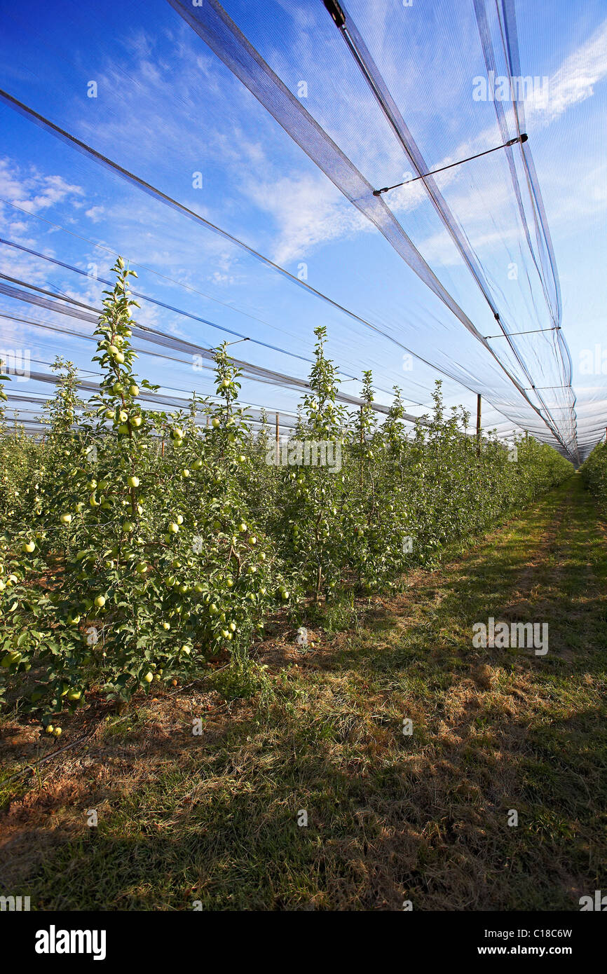 Apple net protection against hailstorm in LLeida. Spain Stock Photo - Alamy