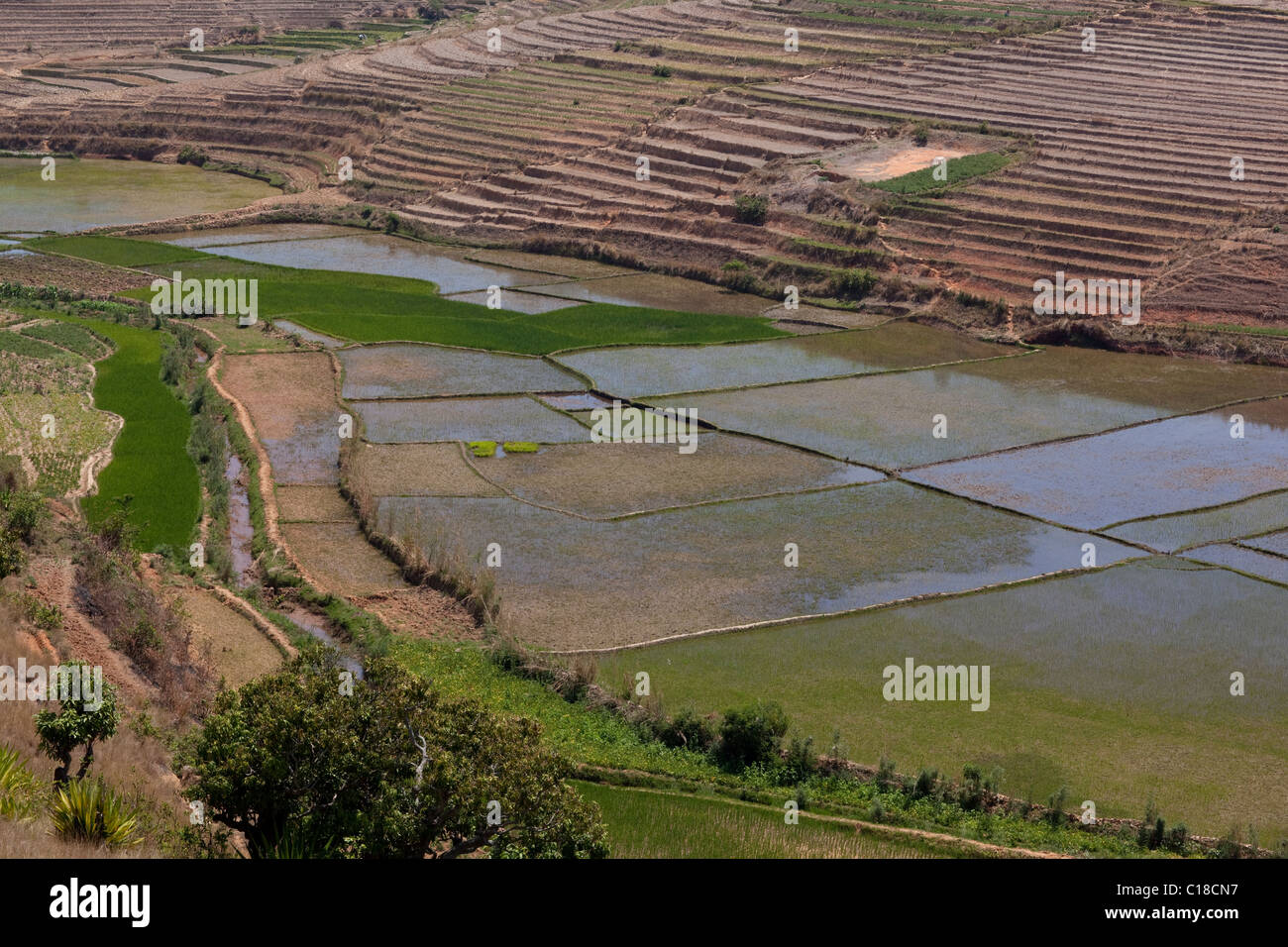 River valley managed for Rice (Oryza sativa), crop cultivation ...