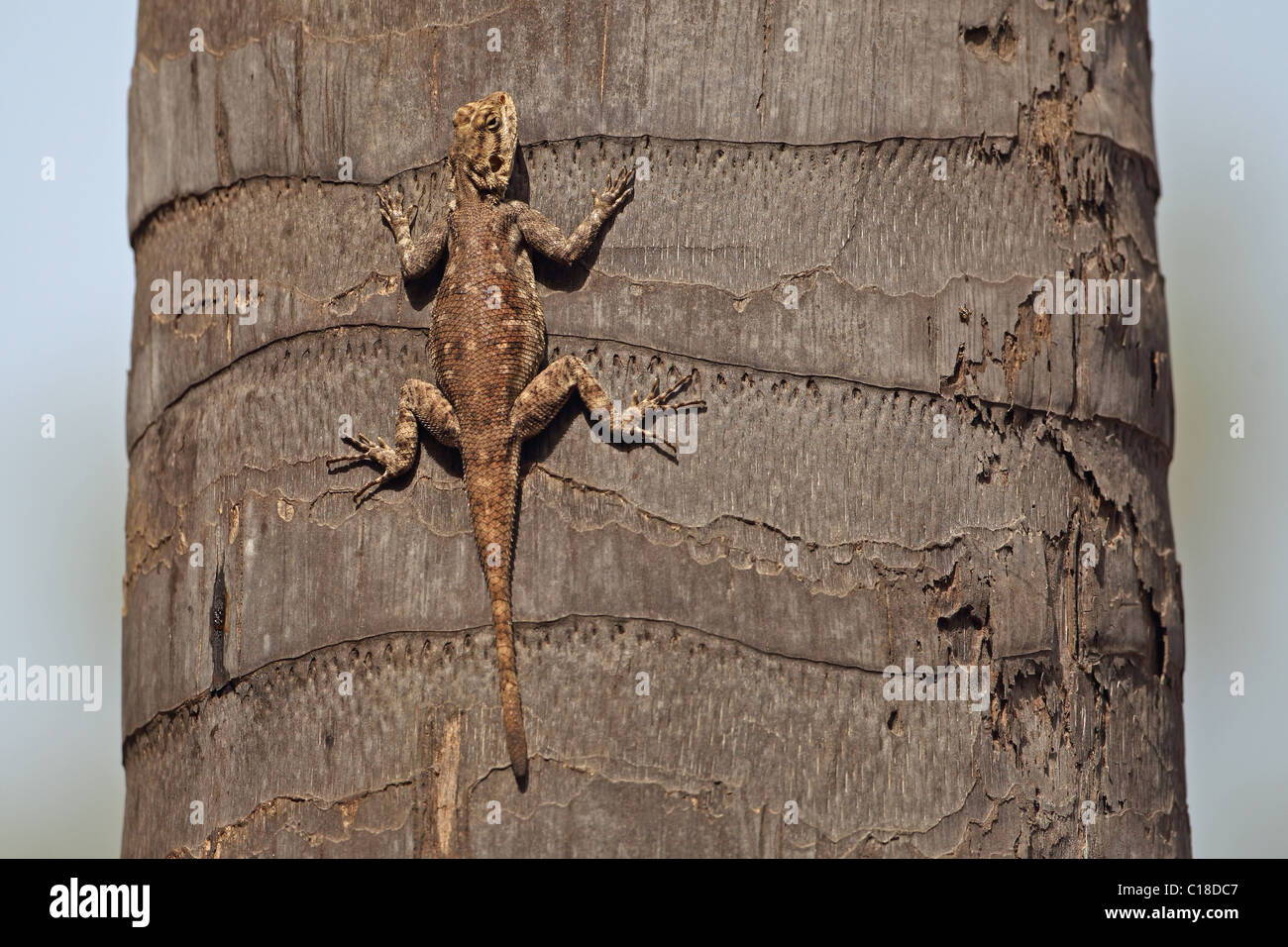 Agama (Agama agama Stock Photo - Alamy