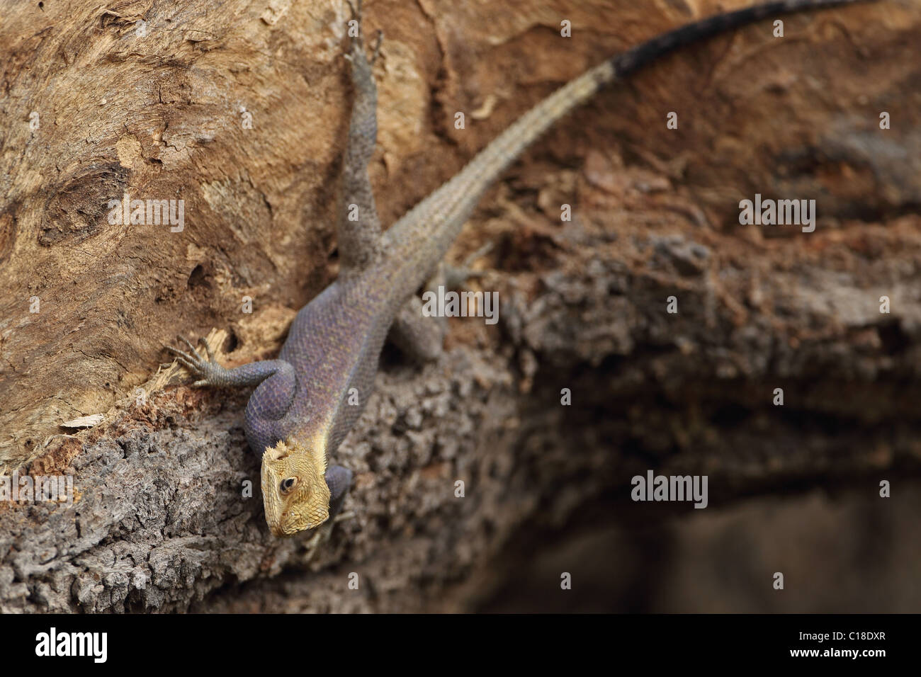 Agama (Agama agama Stock Photo - Alamy
