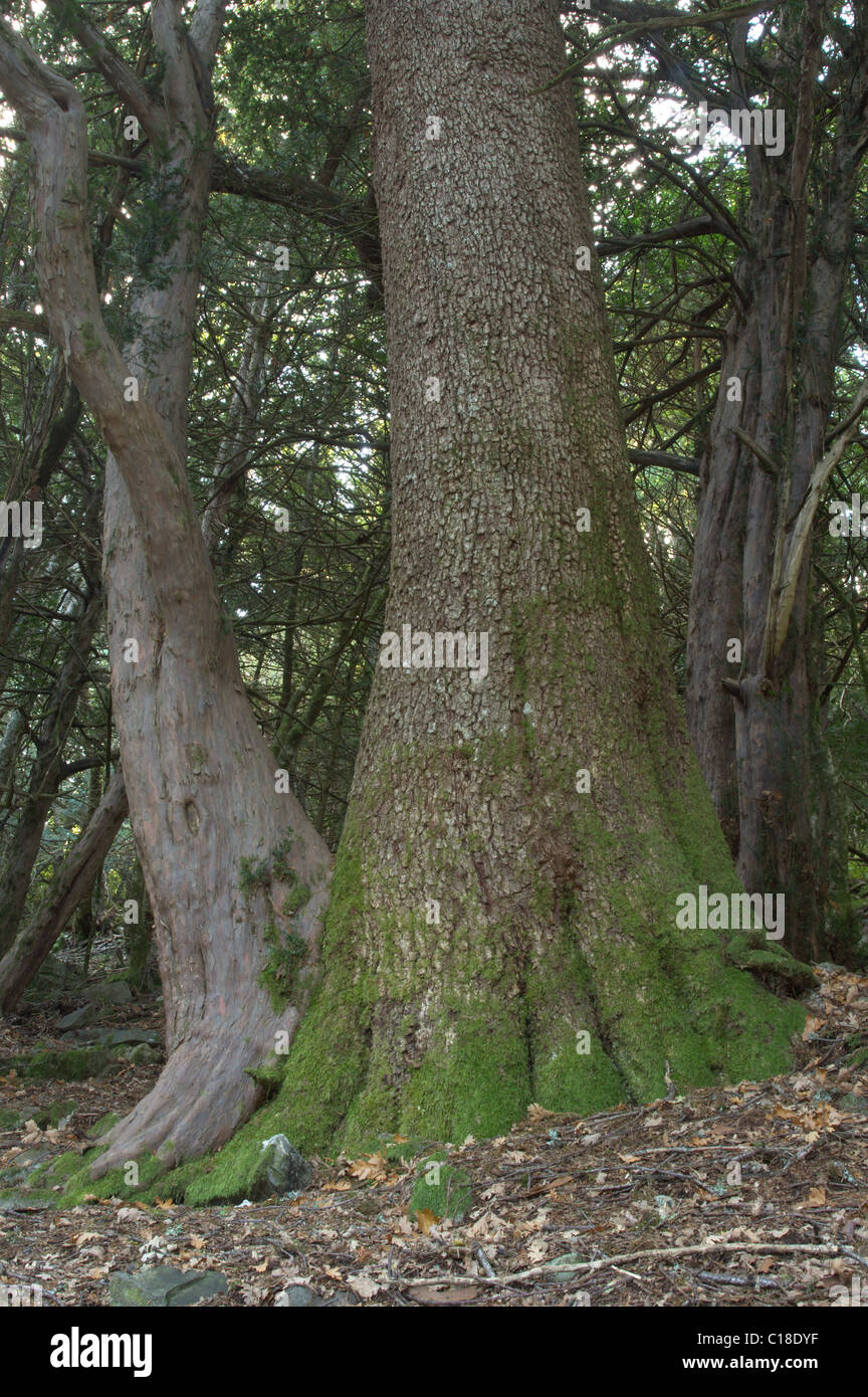 Yew tree bark hi-res stock photography and images - Alamy