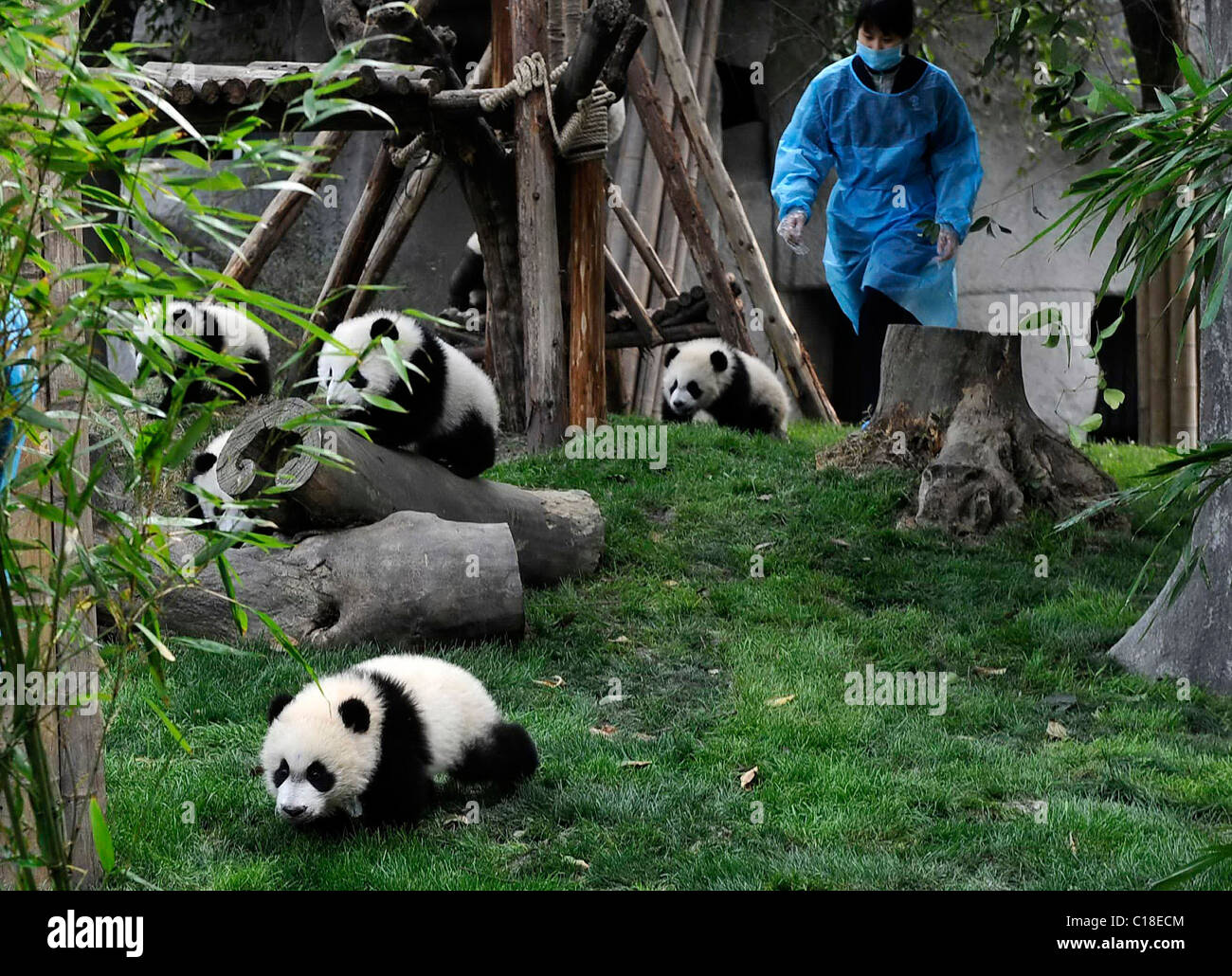 Giant pandas breeding programme These giant pandas are enjoying life at ...
