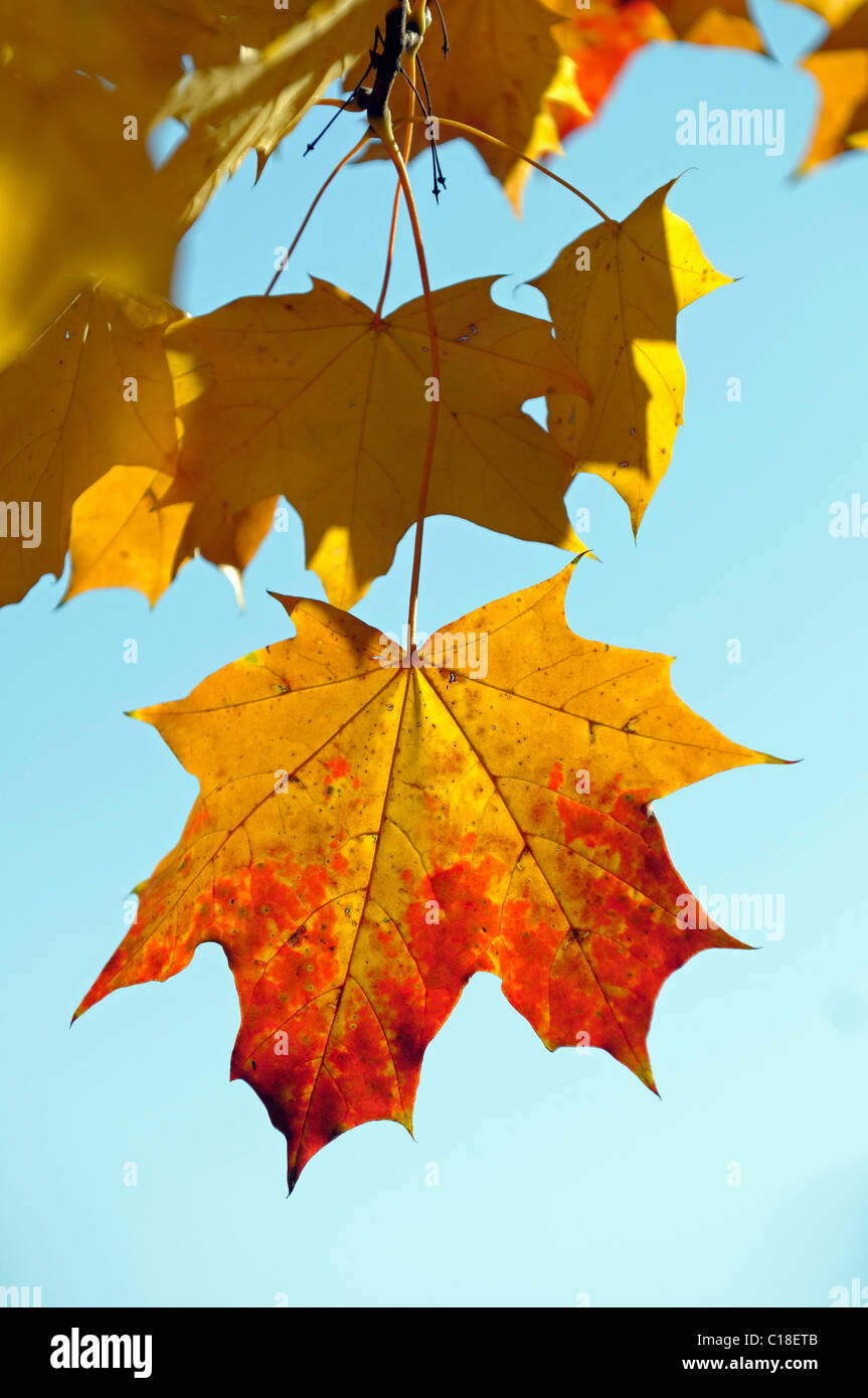 Autumn colored Norway Maple leaves (Acer platanoides), backlight Stock ...