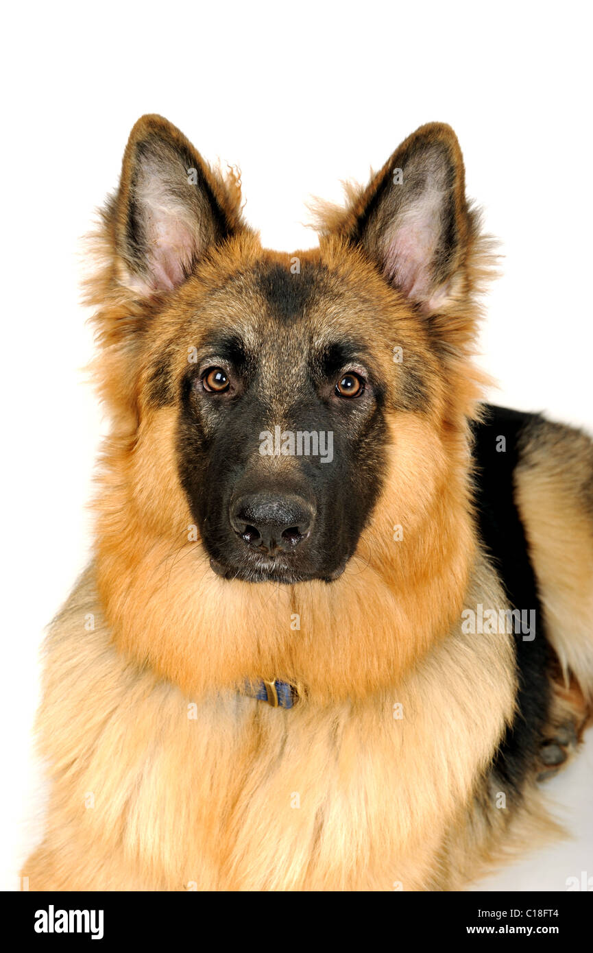 German Shepherd Dog Puppy GSD Head Shot Stock Photo - Alamy