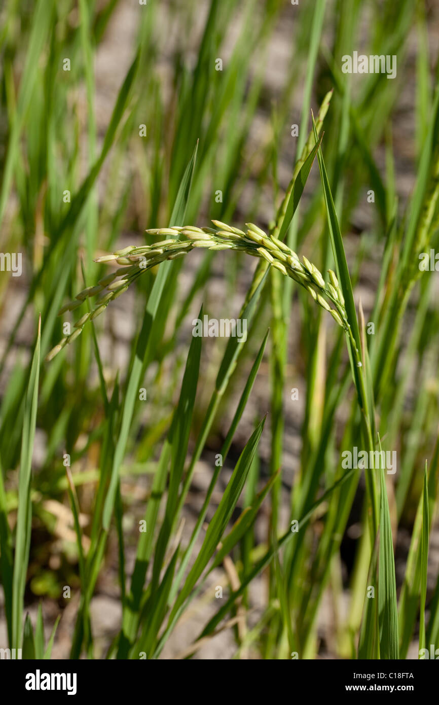 Rice (Oryza sativa). Growing seed head, or panicle. Individual rice ...
