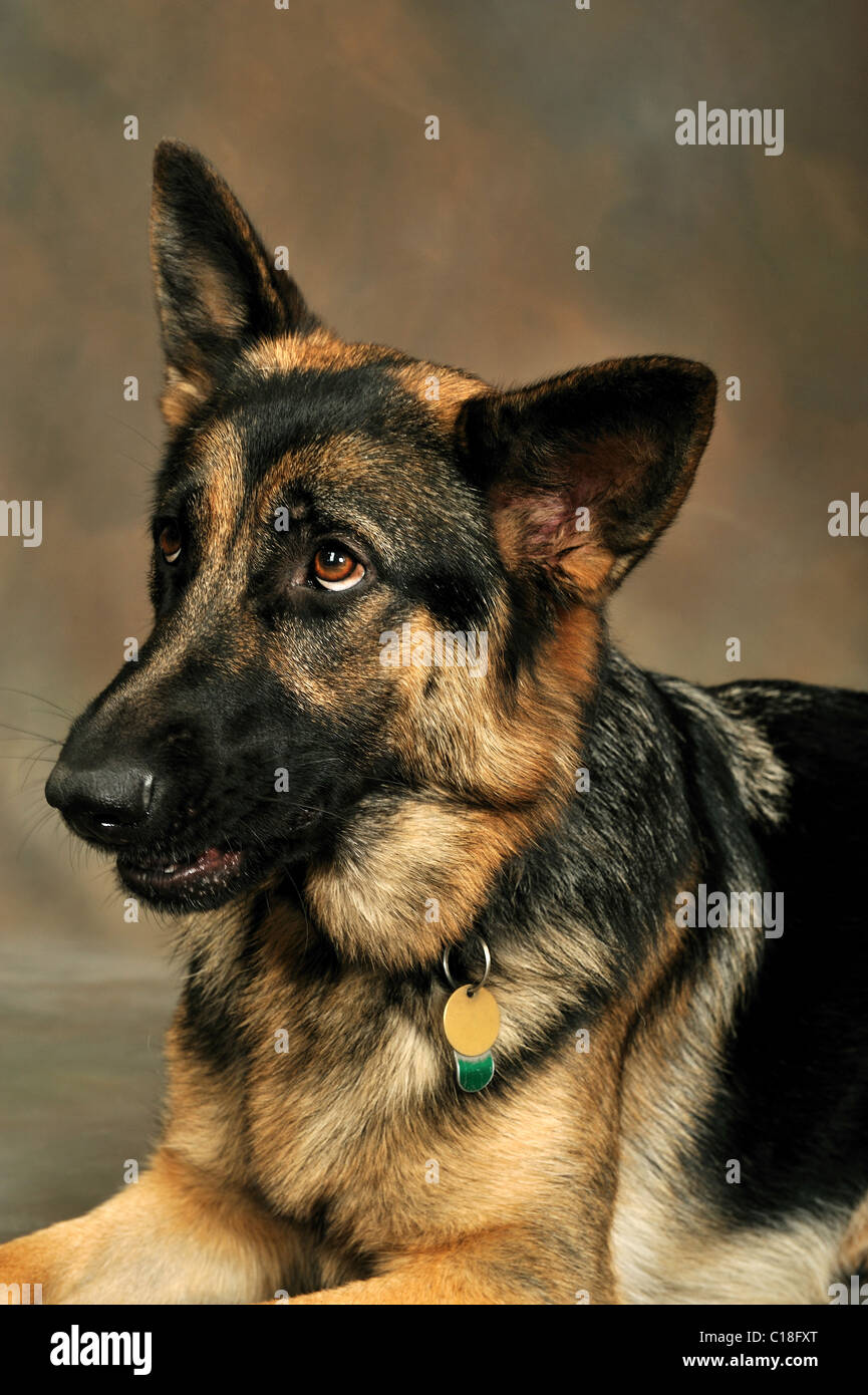 German Shepherd Dog GSD Head Shot Stock Photo - Alamy