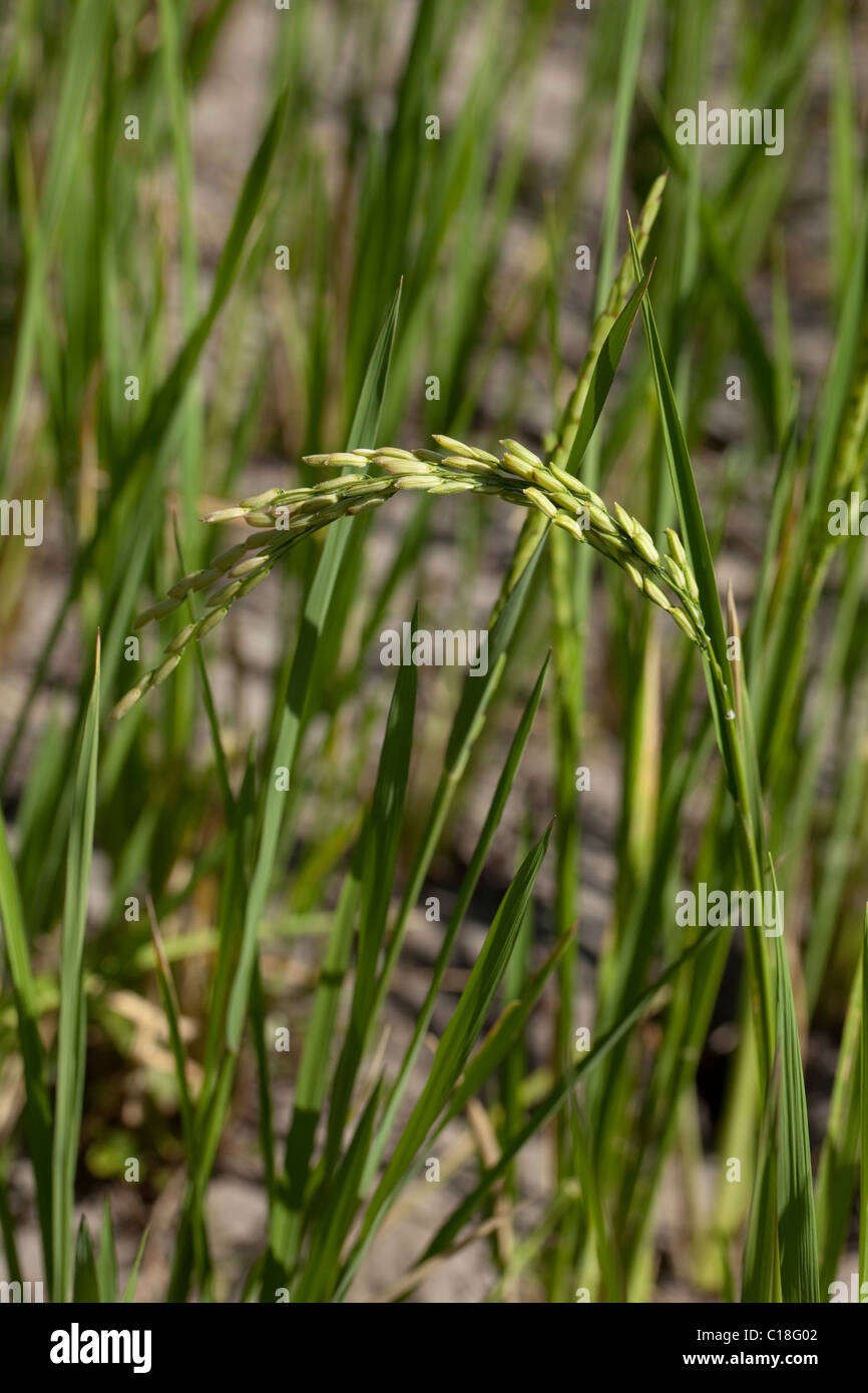 Single Rice Plant