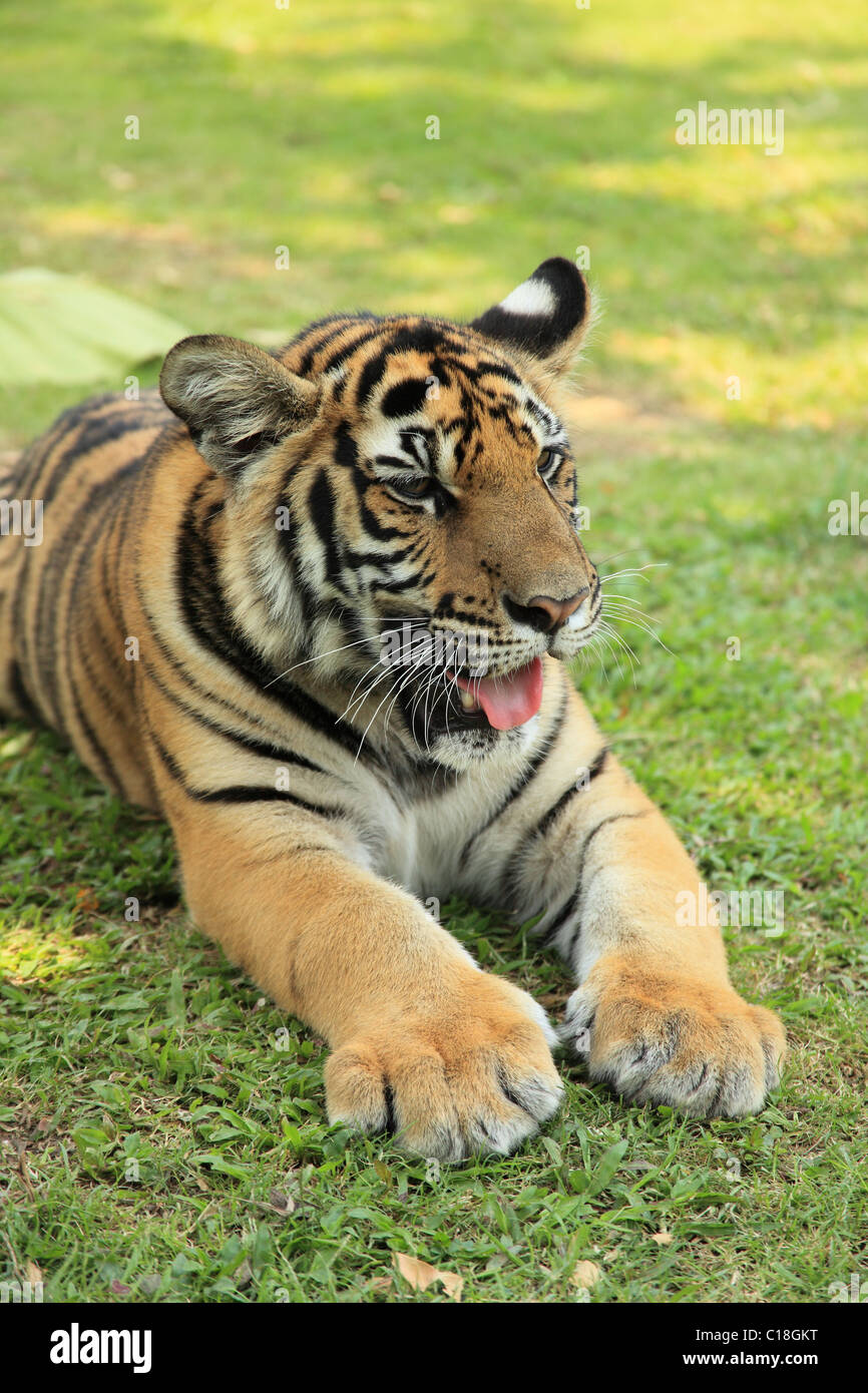 Shoot at Tiger kingdom Stock Photo - Alamy